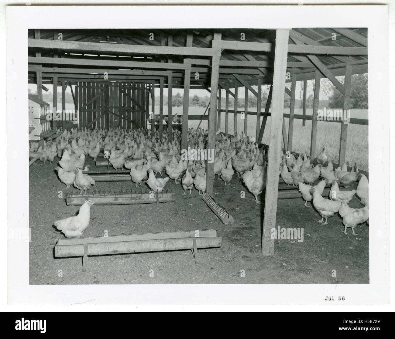 An interior view of a large chicken house in the Forrest Co-operative ...