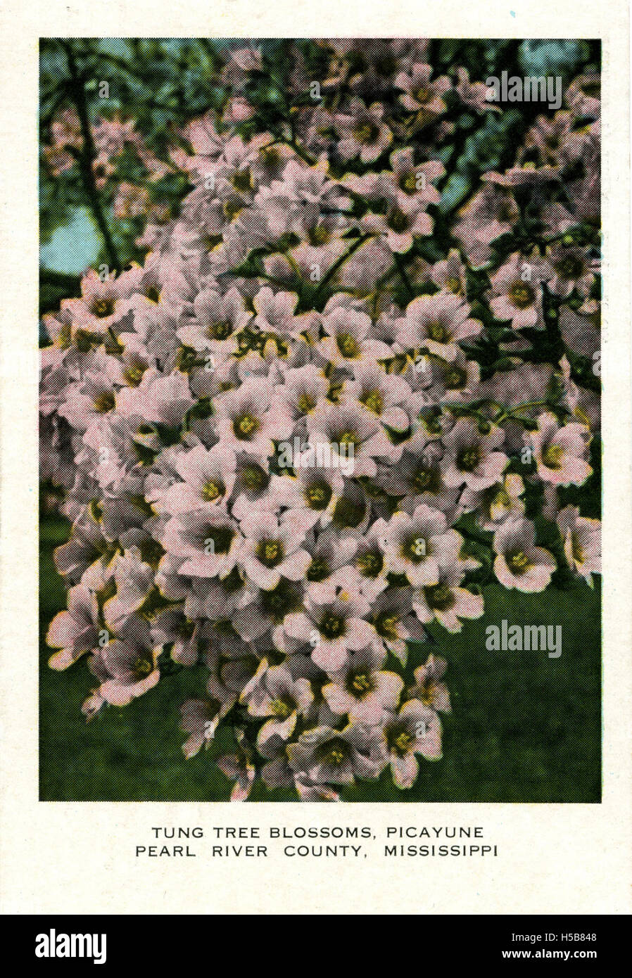 Tung tree blossoms hi-res stock photography and images - Alamy