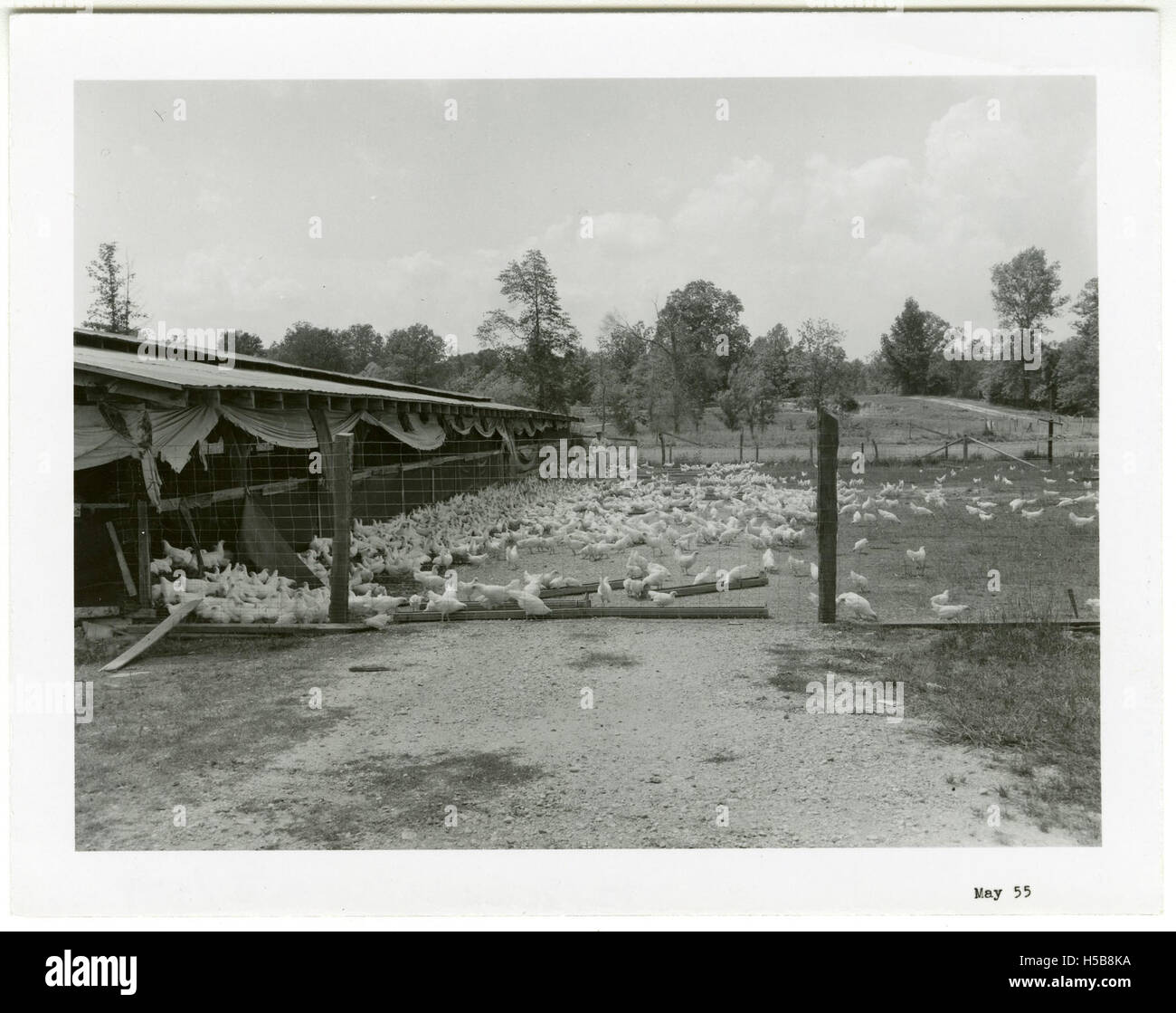 A photograph showing chickens at the Franklin Co-op, likely showcasing ...