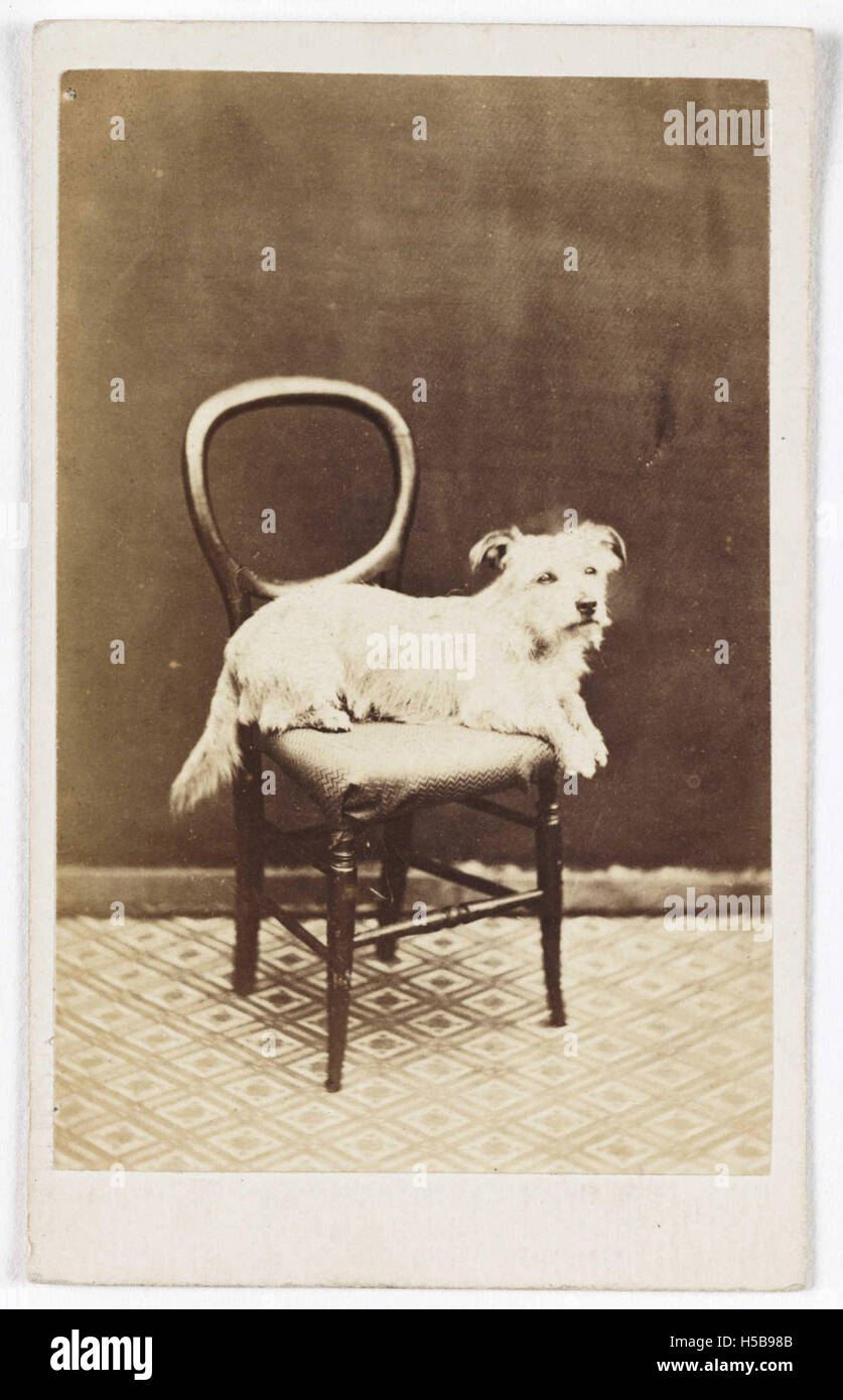 A photograph of a dog sitting on a chair, capturing the animal in a ...