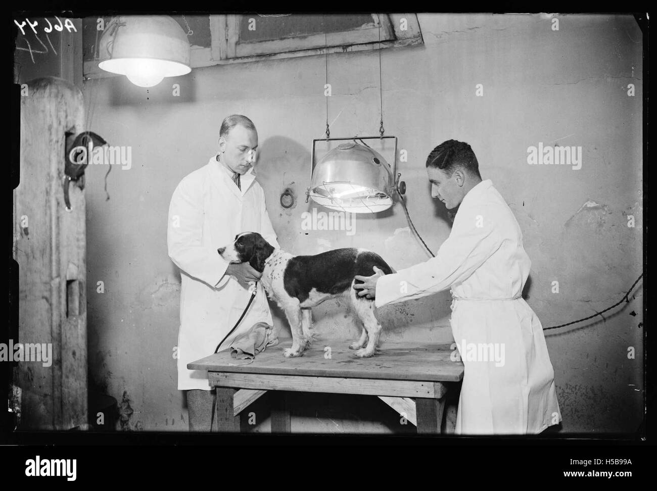 Sun-Ray Treatment for a Dog refers to a form of early veterinary care ...