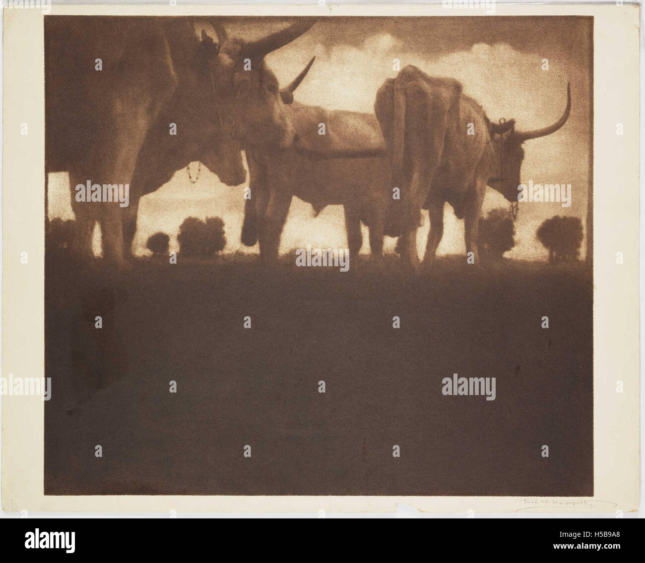 Oxen team hi-res stock photography and images - Alamy