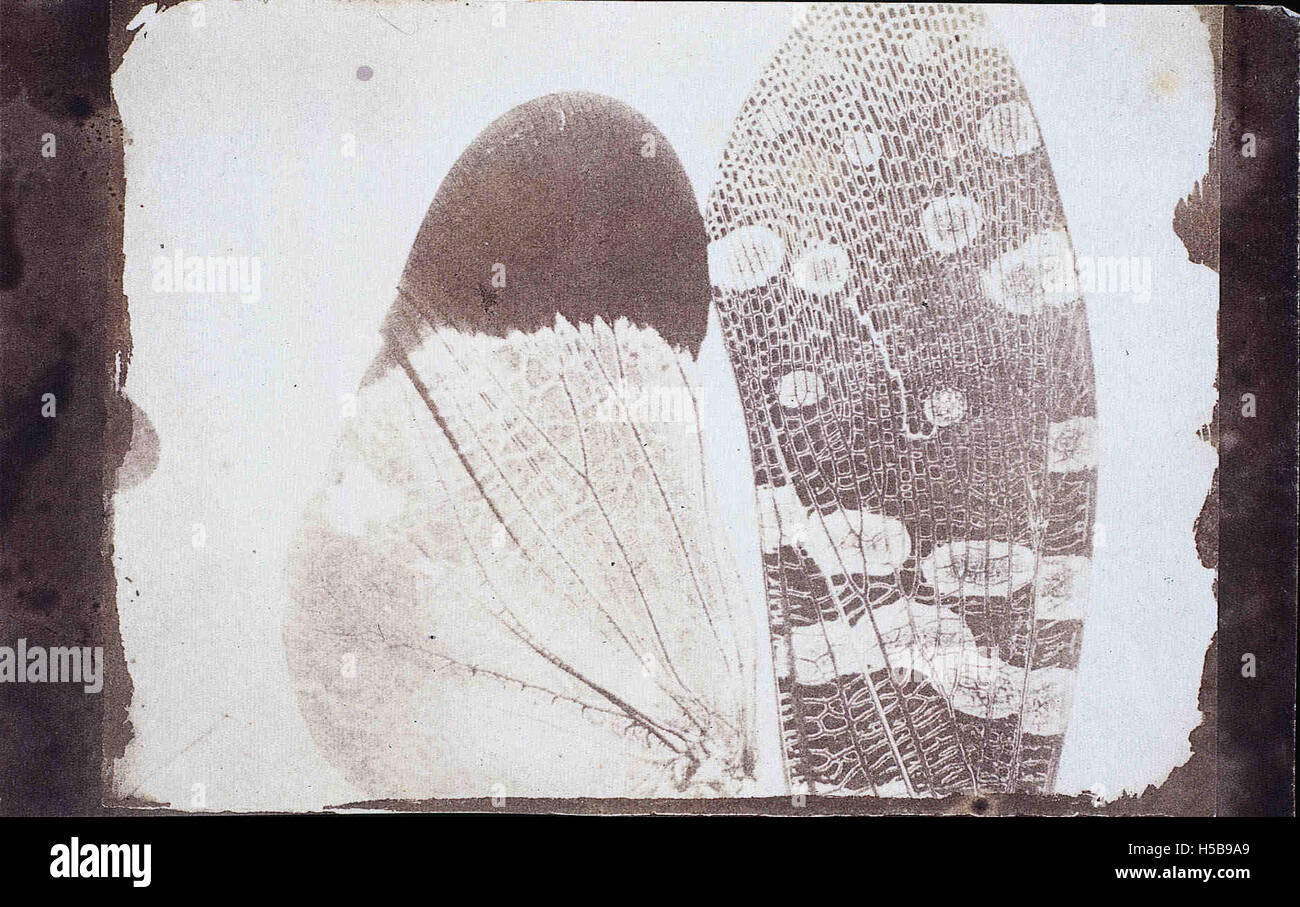 This is a photomicrograph of insect wings, showcasing intricate details ...