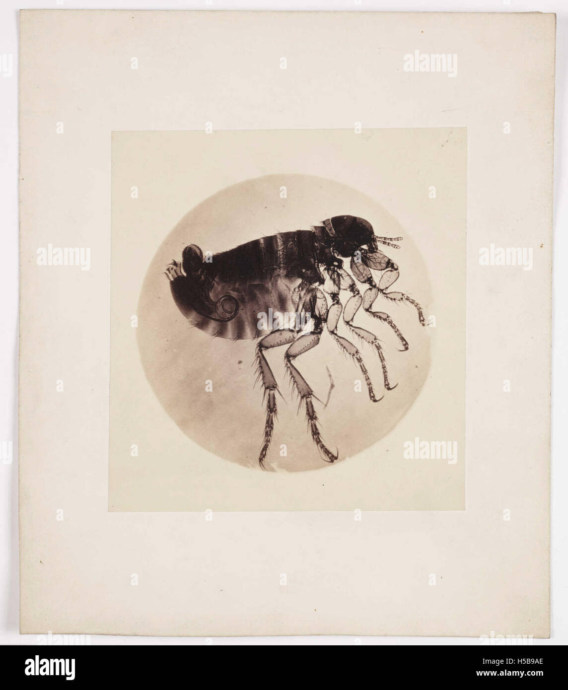 A microphotograph of a flea, captured with high magnification to reveal ...