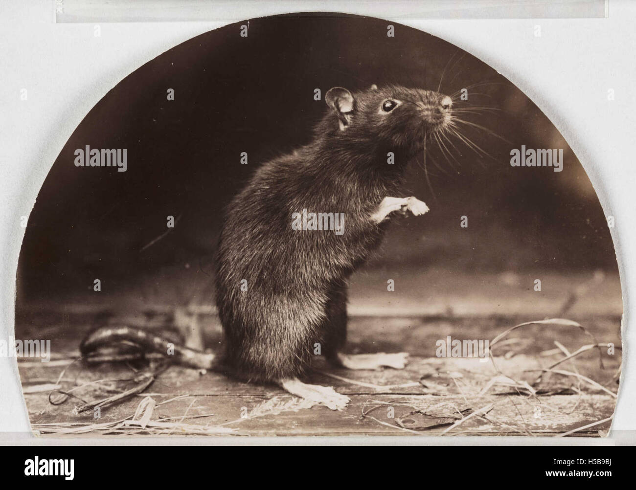 Old english black hi-res stock photography and images - Alamy