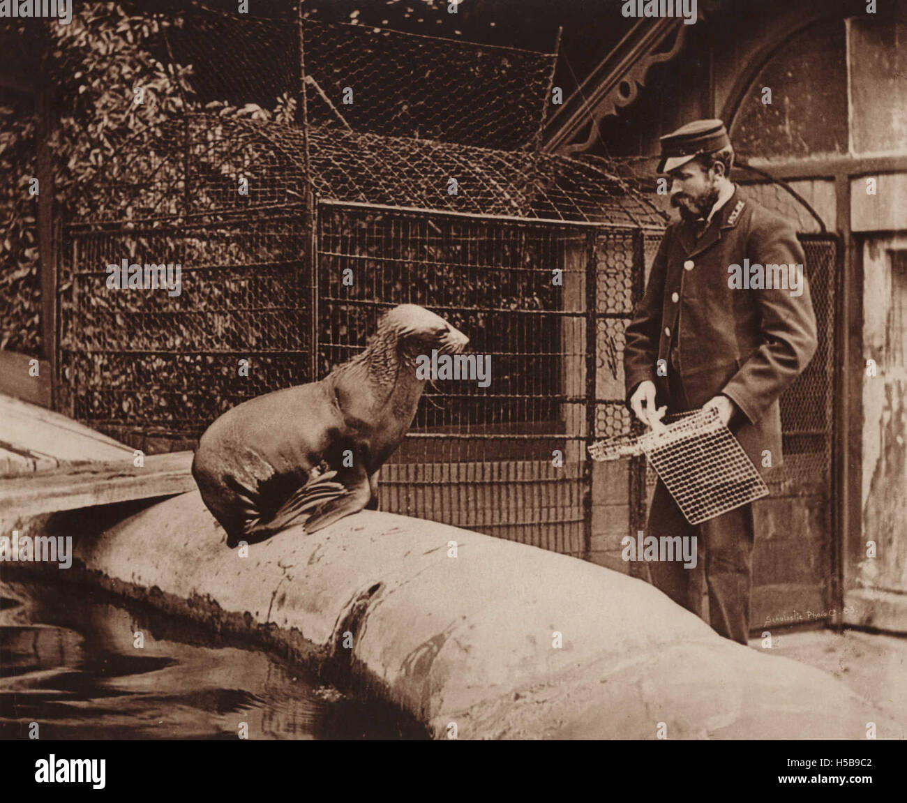 The title 'A Zoo Study' refers to an artwork or research focused on ...