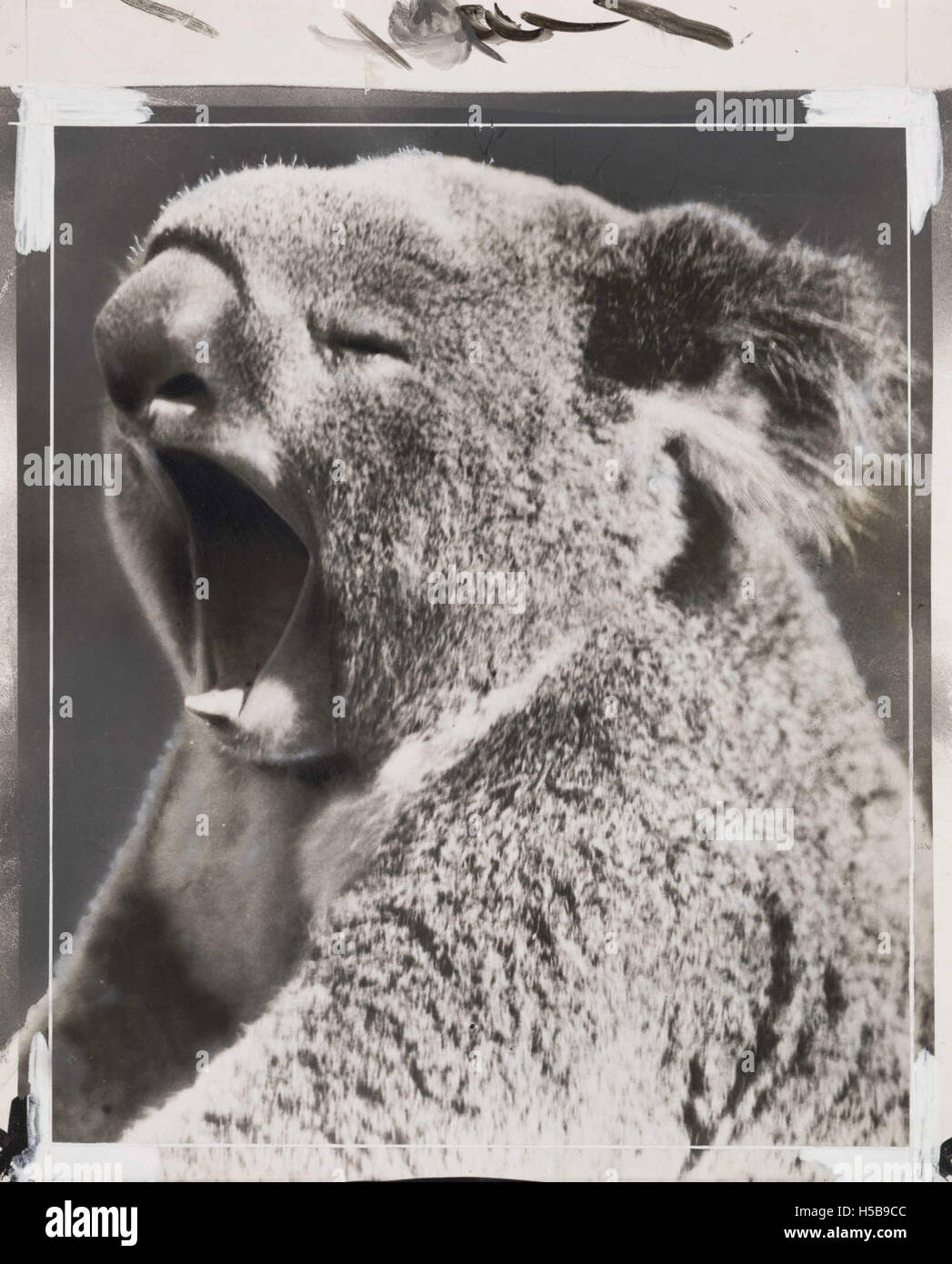 Koala diet hi-res stock photography and images - Alamy