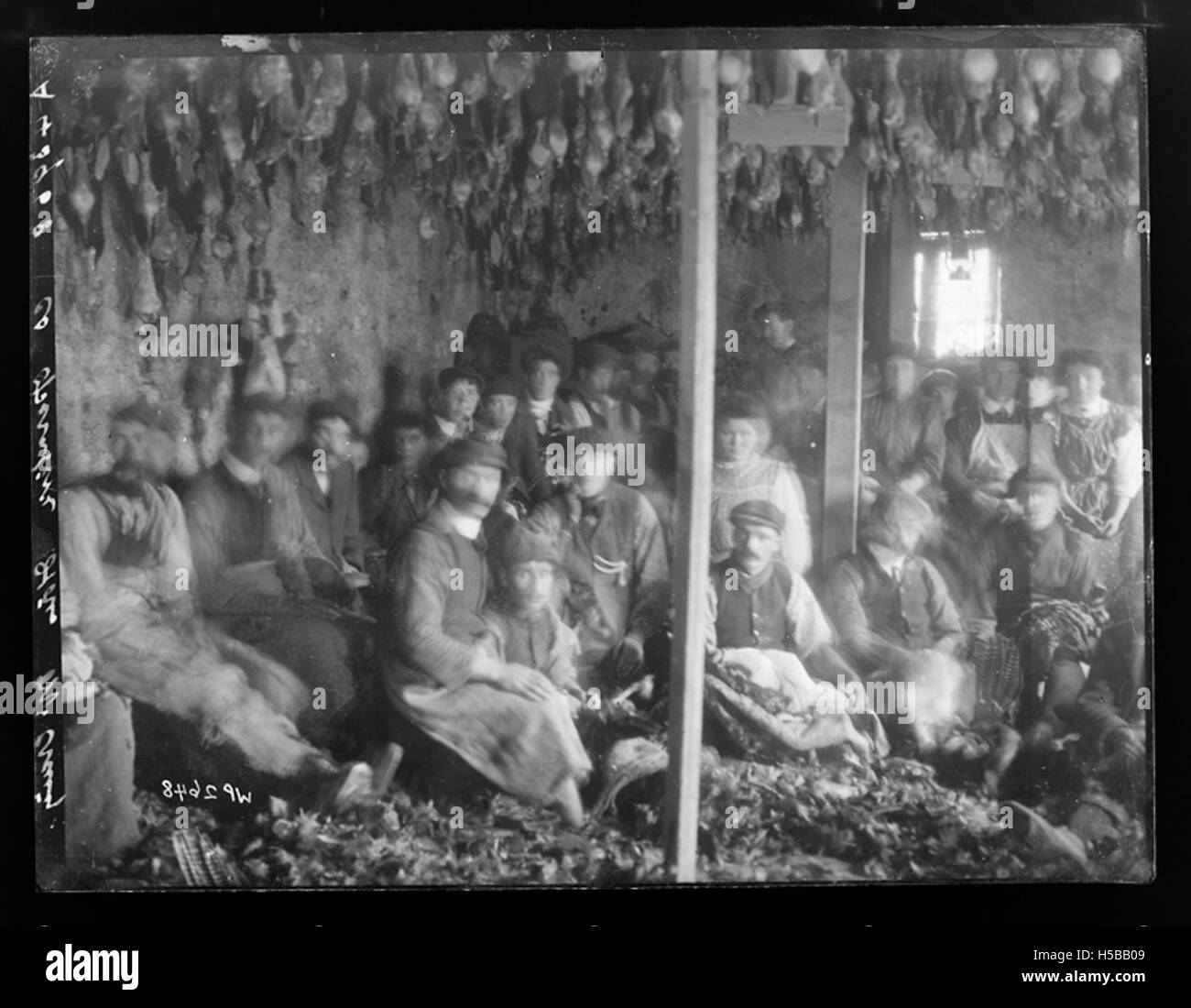 Turkey plucking hi-res stock photography and images - Alamy