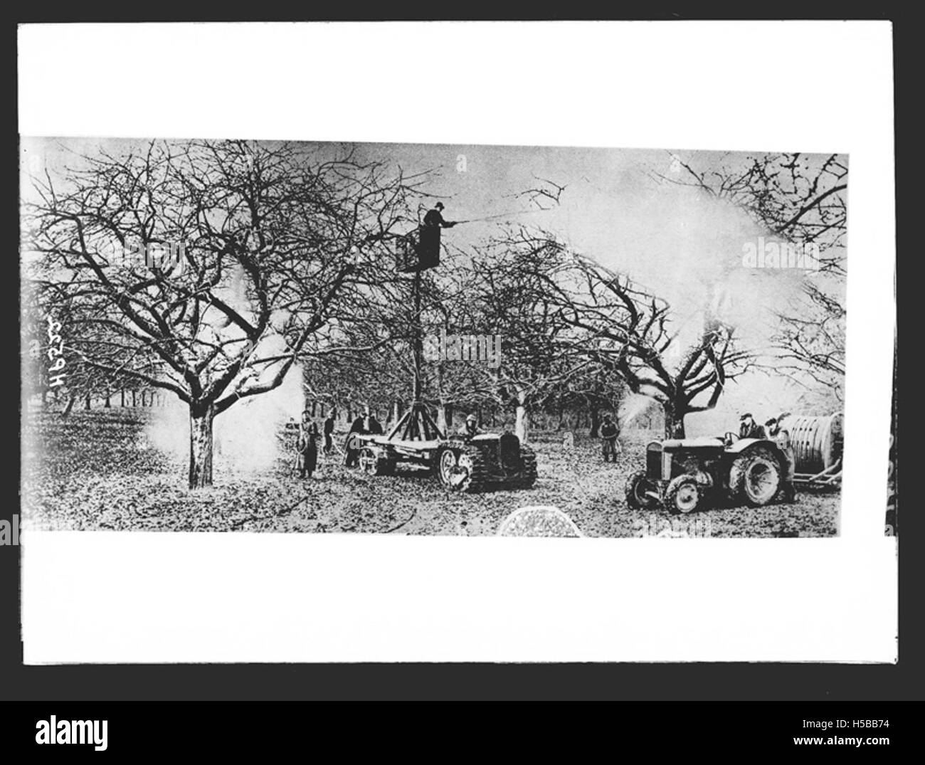 Harvesting apples is an agricultural process that involves collecting ...