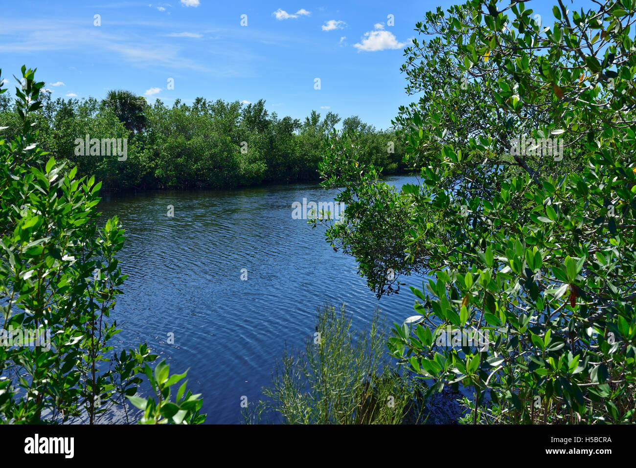 Everglades wetland ecosystem hi-res stock photography and images - Alamy