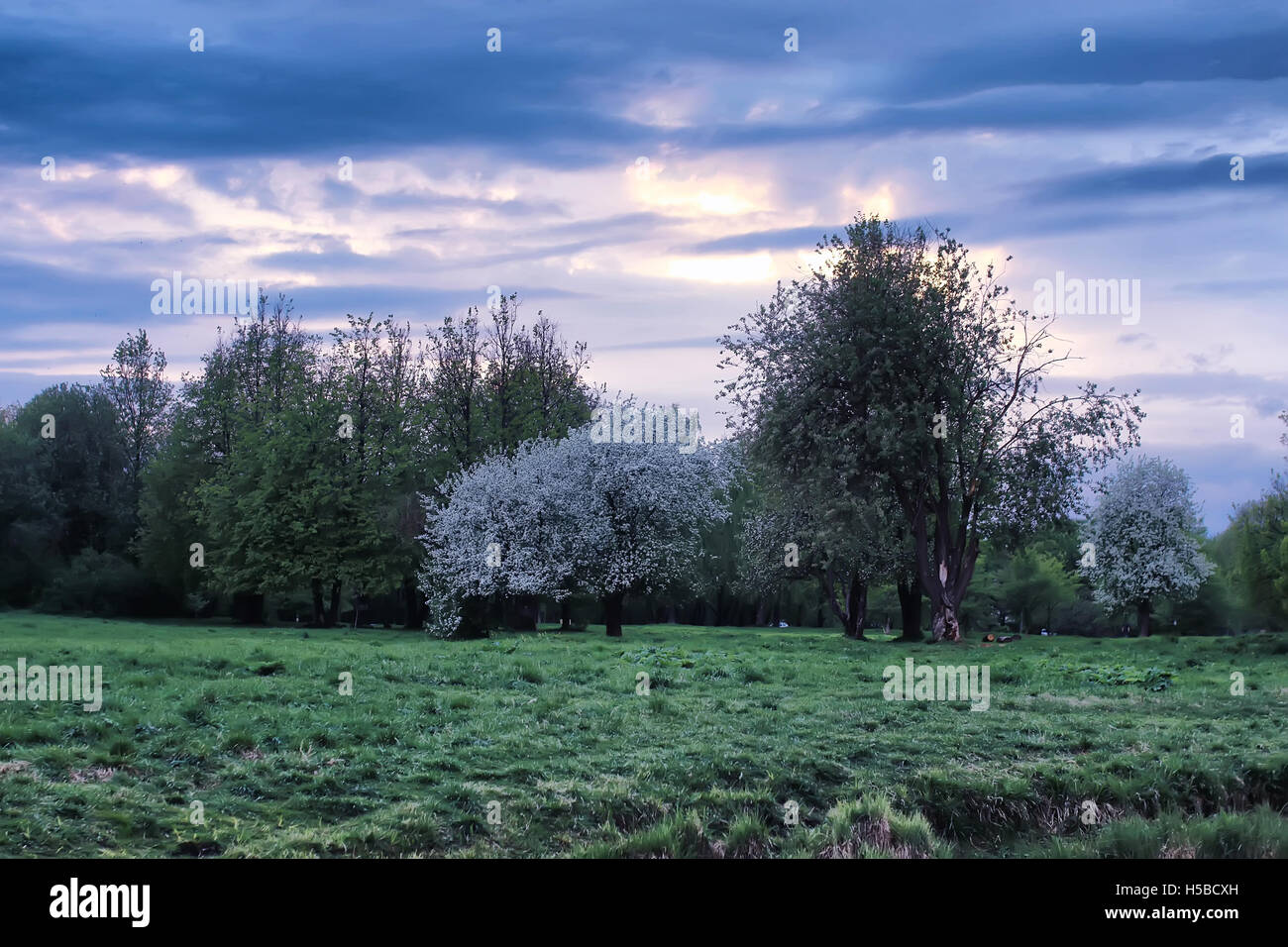 flower apple tree in field sunset Stock Photo - Alamy