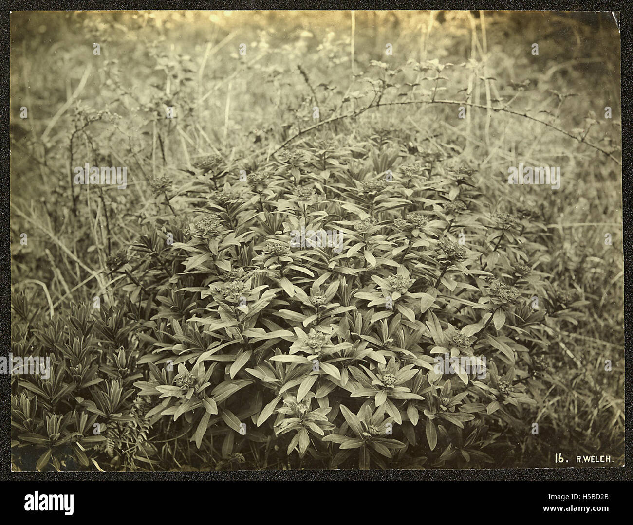 A high-resolution botanical photograph showcasing various plant species ...