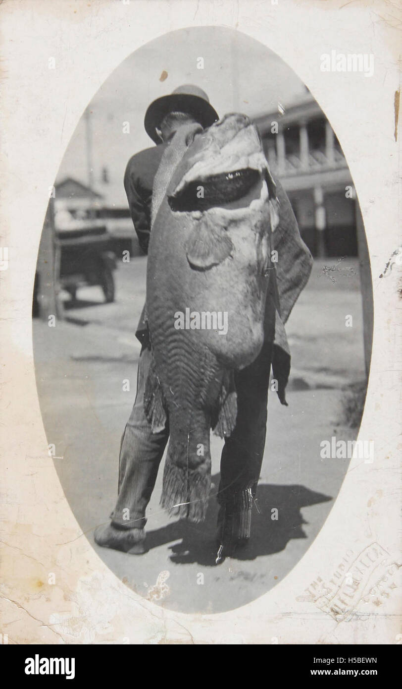 A postcard featuring four Murray River Cod, a popular species of ...