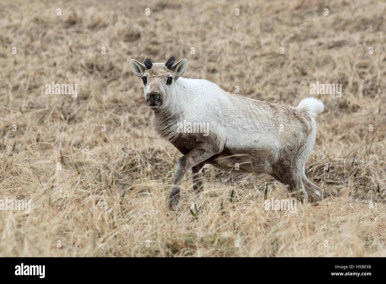 female wild reindeer on the tundra in the early spring on a cloudy day ...