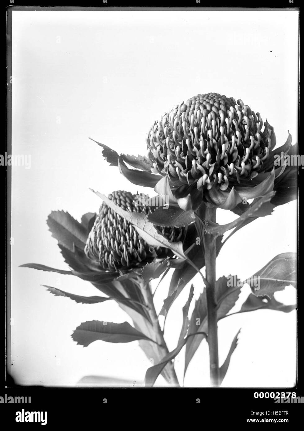 See waratah Black and White Stock Photos & Images - Alamy