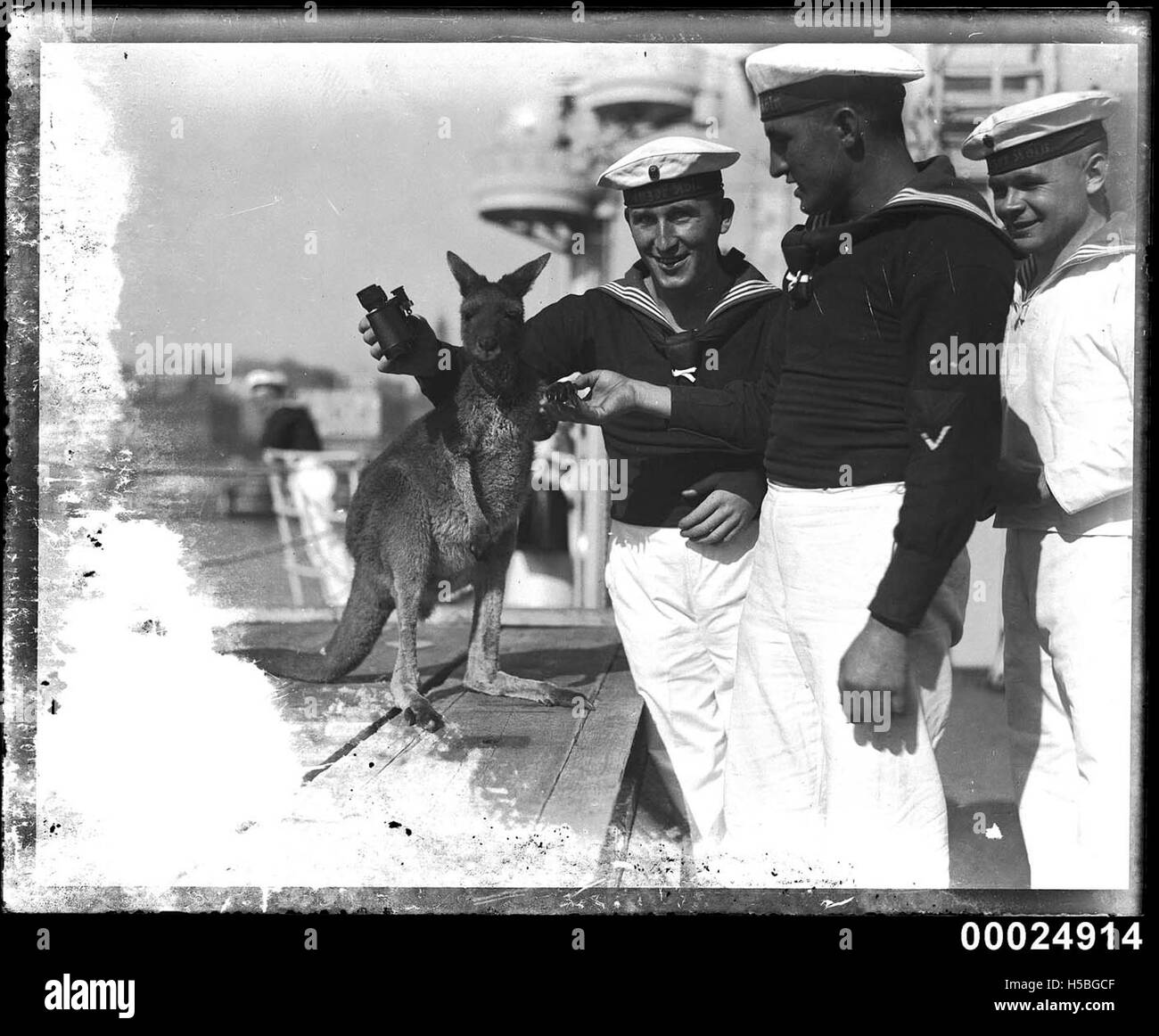 Three German sailors with a wallaby on board the German cruiser KOLN ...