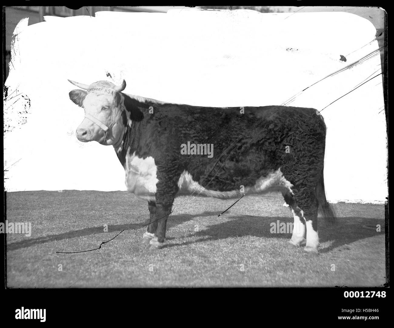 Livestock breeding hi-res stock photography and images - Alamy