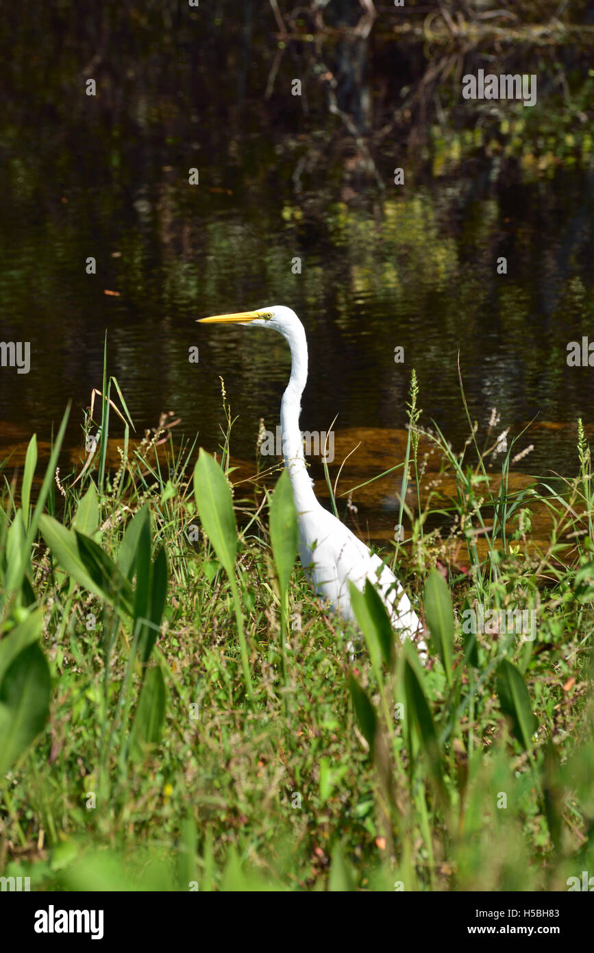 Egret standing in natural habitat of wetlands, Everglades National Park ...
