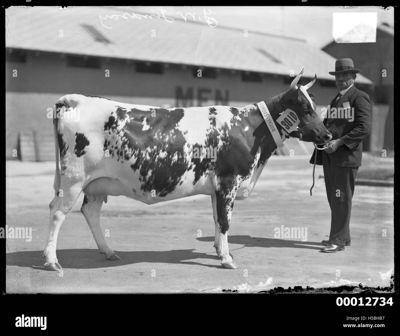 Prize winning cow, Sydney Royal Easter Show Stock Photo - Alamy