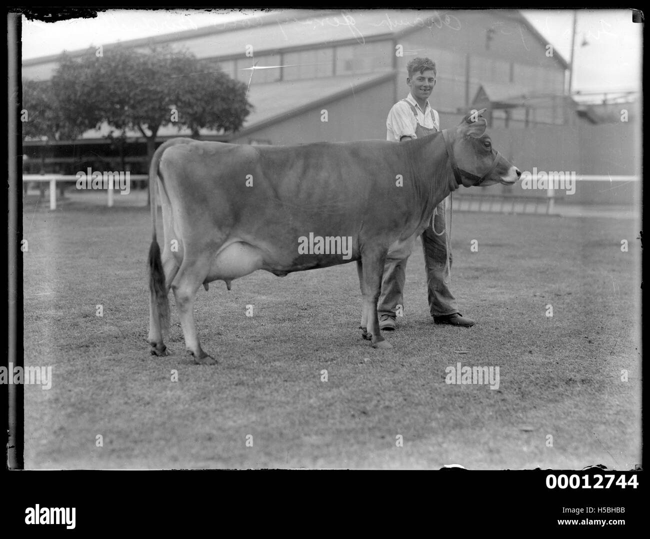 The 'Birdsall' Jersey Cow, winner of the Champion Jersey Cow title at ...