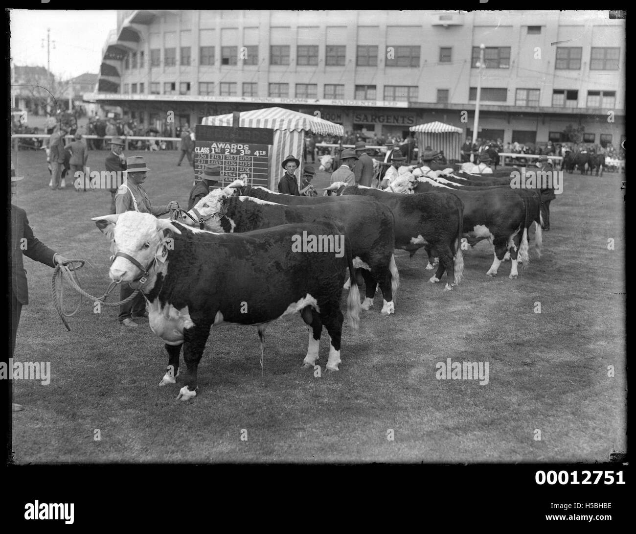 Royal easter show Black and White Stock Photos & Images - Alamy