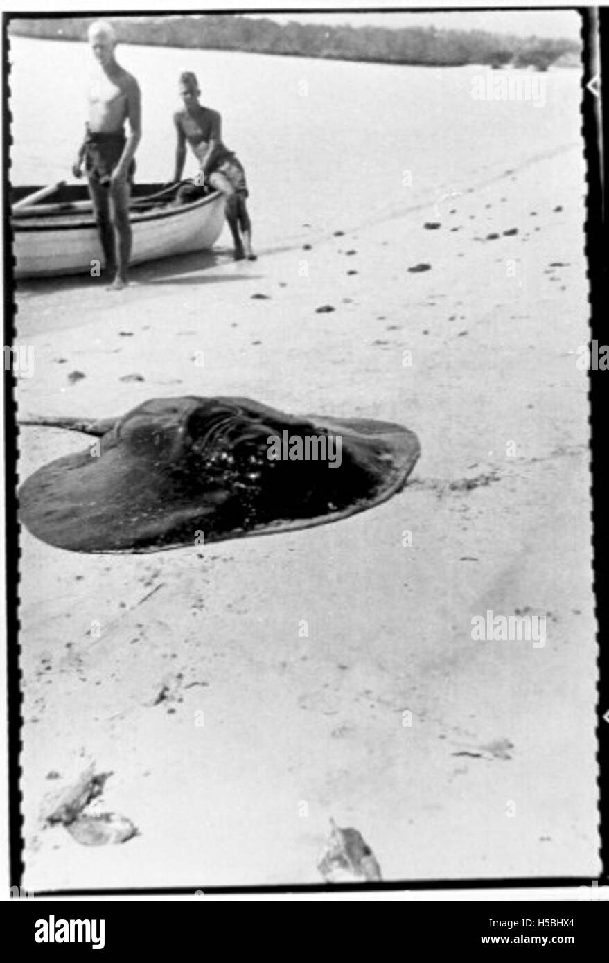 A large ray is pictured on a beach in the Galápagos Islands, a region ...