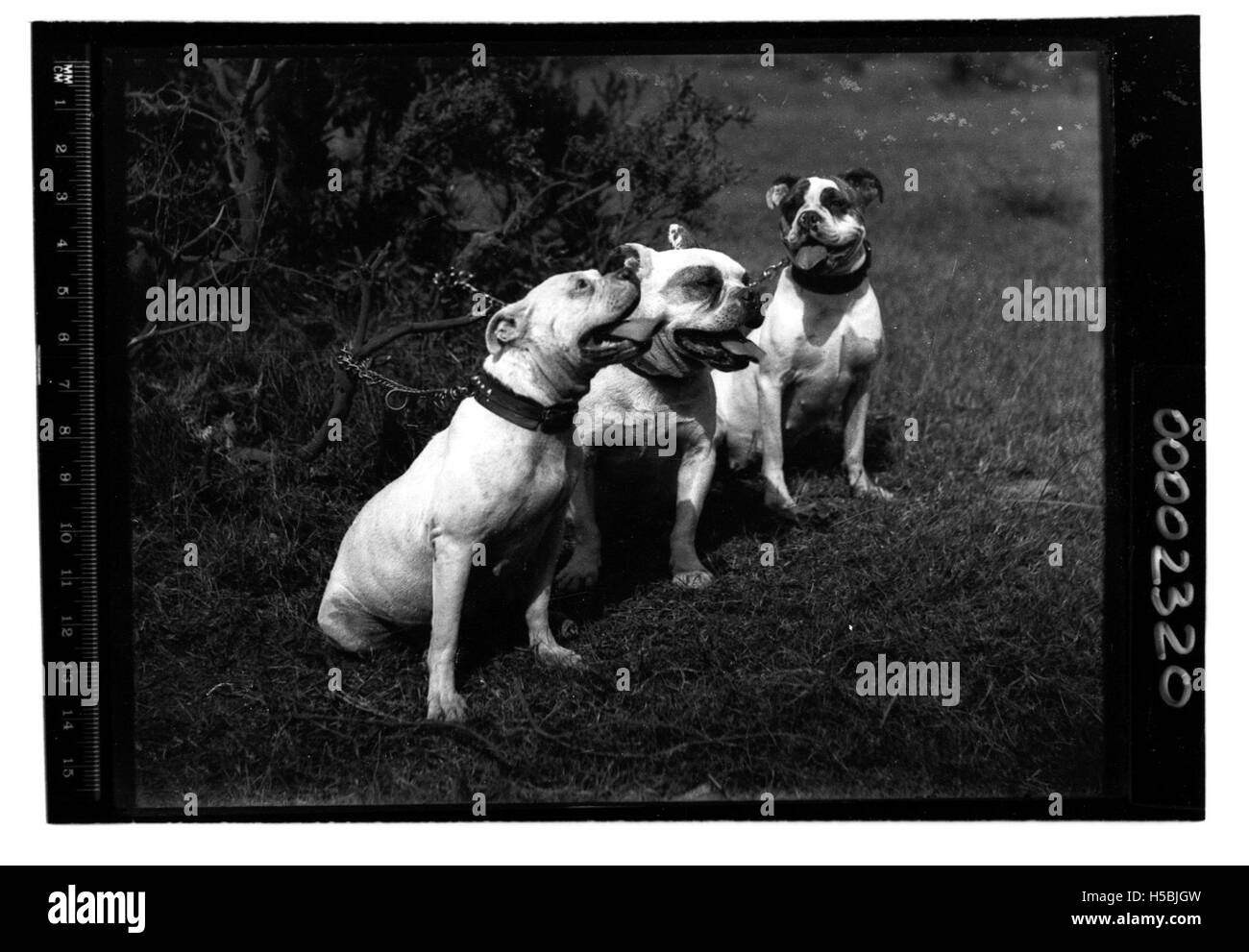 This image features three dogs, leashed together, possibly for a walk ...