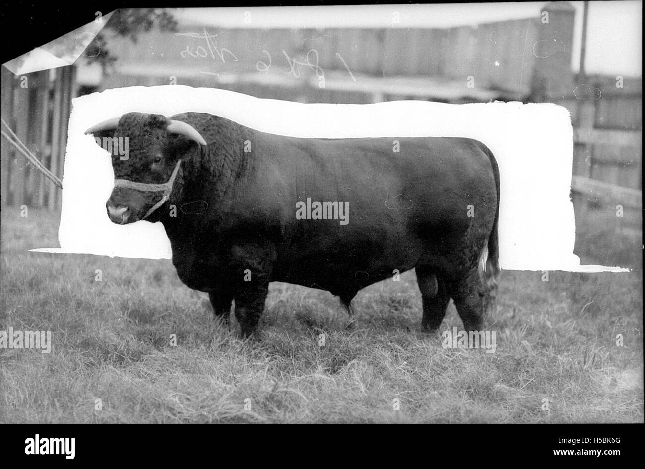 Portrait of a bull at the Royal Agricultural Show, Sydney Stock Photo ...