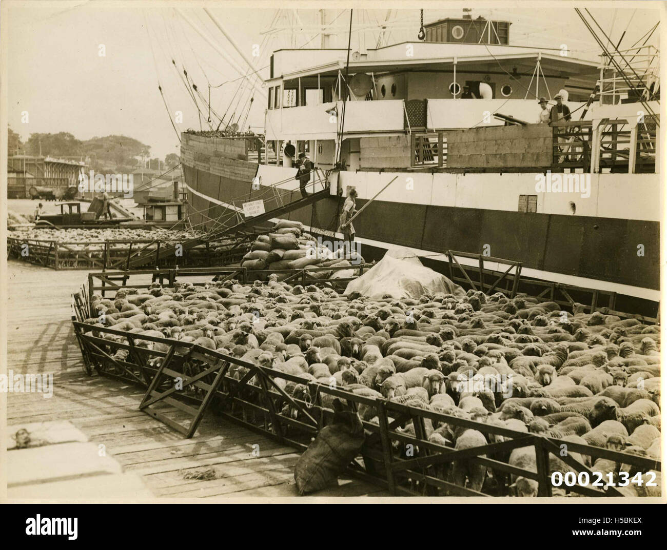 Sheep vessel hi-res stock photography and images - Alamy