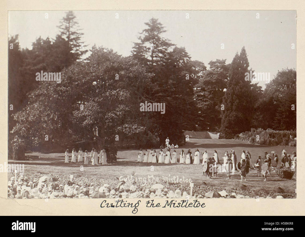 A photograph or reference to the act of cutting mistletoe, a ...