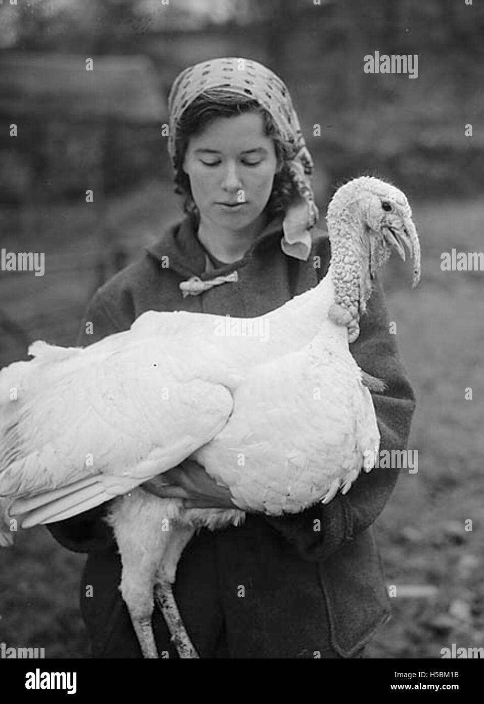 Miss A Councell stands with her turkeys on her mountain farm near ...