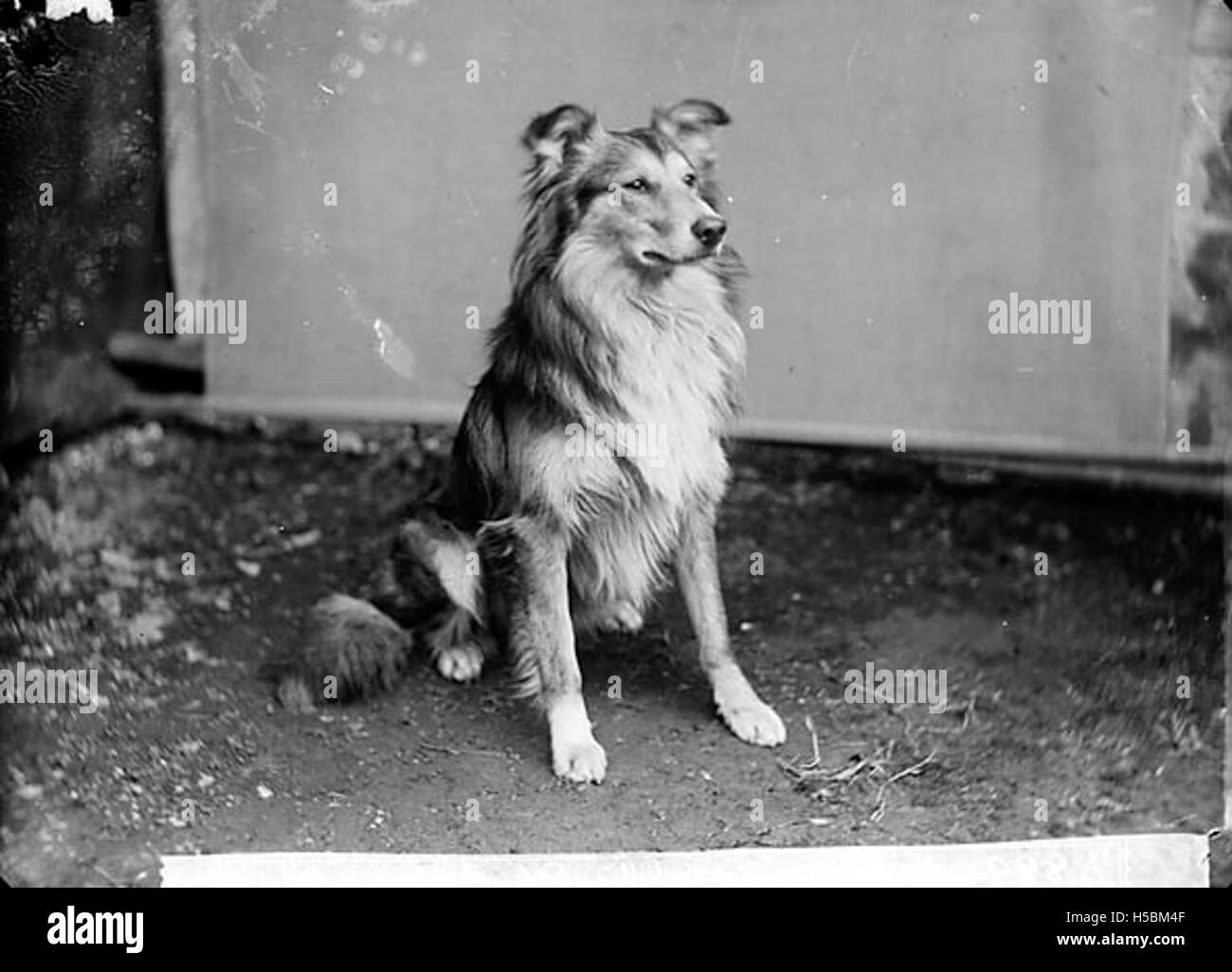 This image features a Collie dog, owned by Dr. Williams. Collies are a ...