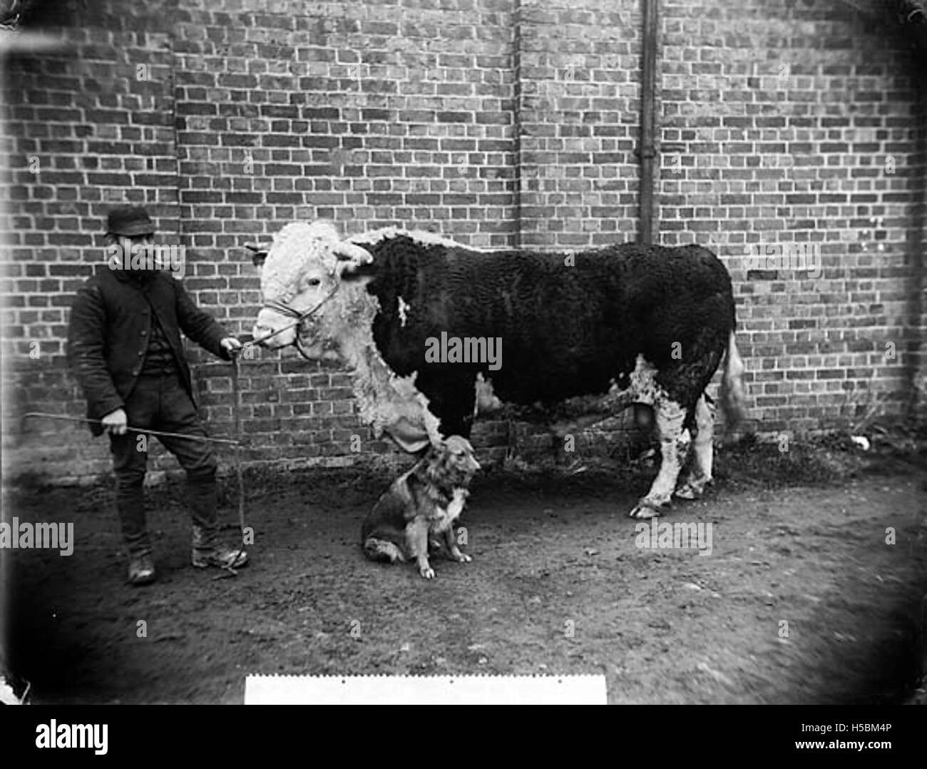 Mr bull hi-res stock photography and images - Alamy