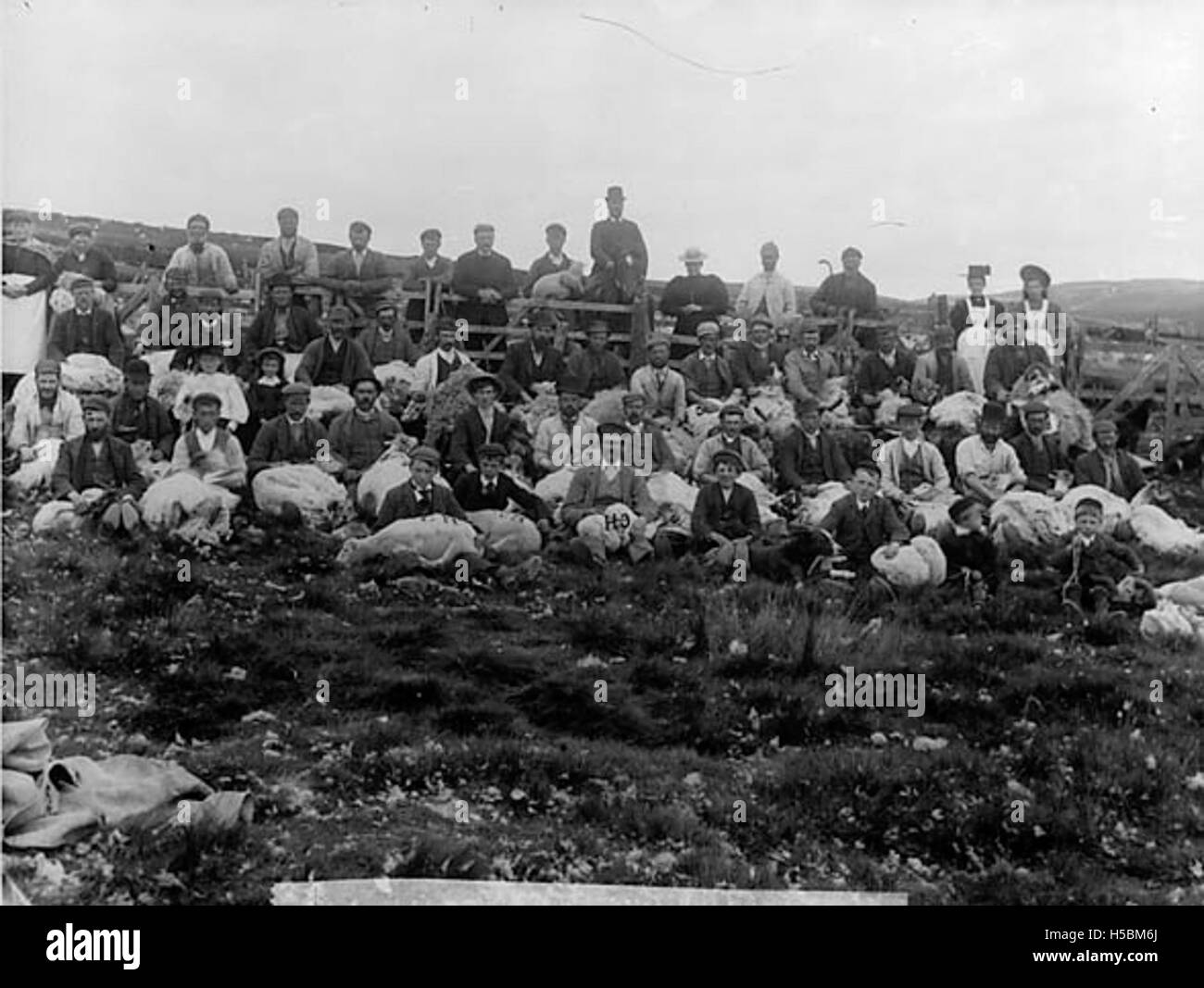 Sheep shearing is the process of removing wool from sheep. This ...