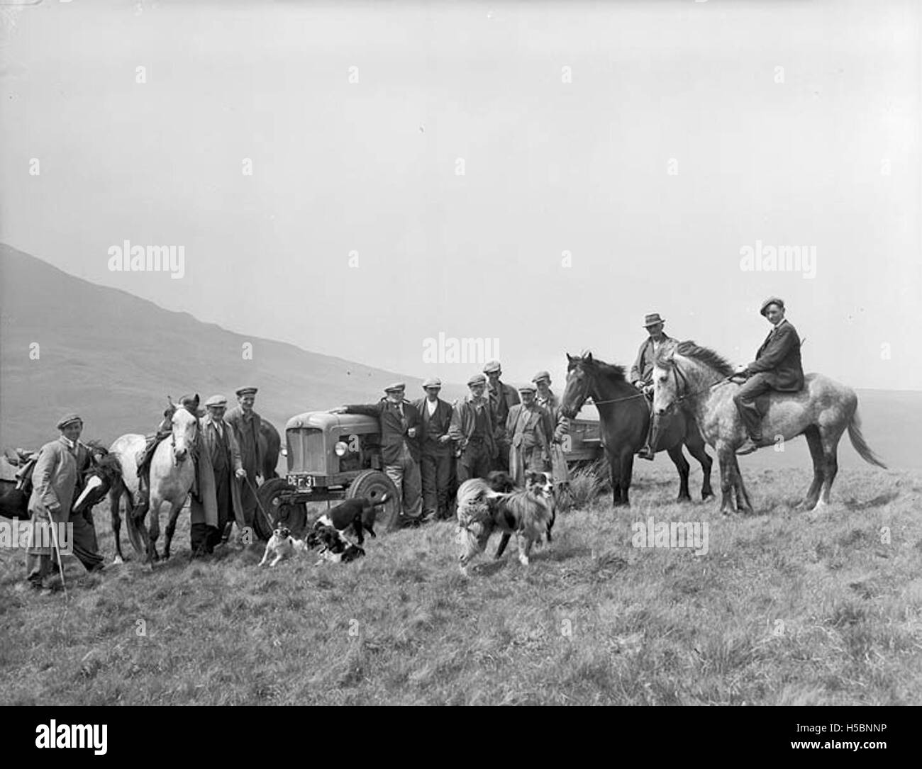Farmers helping each other to round up Glan Meryn's sheep, Machynlleth ...