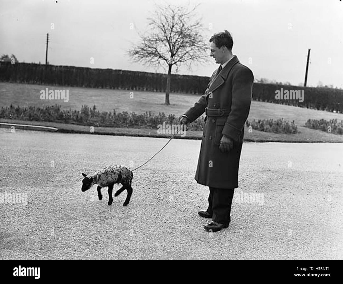 Pastor Jeffs is pictured here with his pet lamb, highlighting a ...