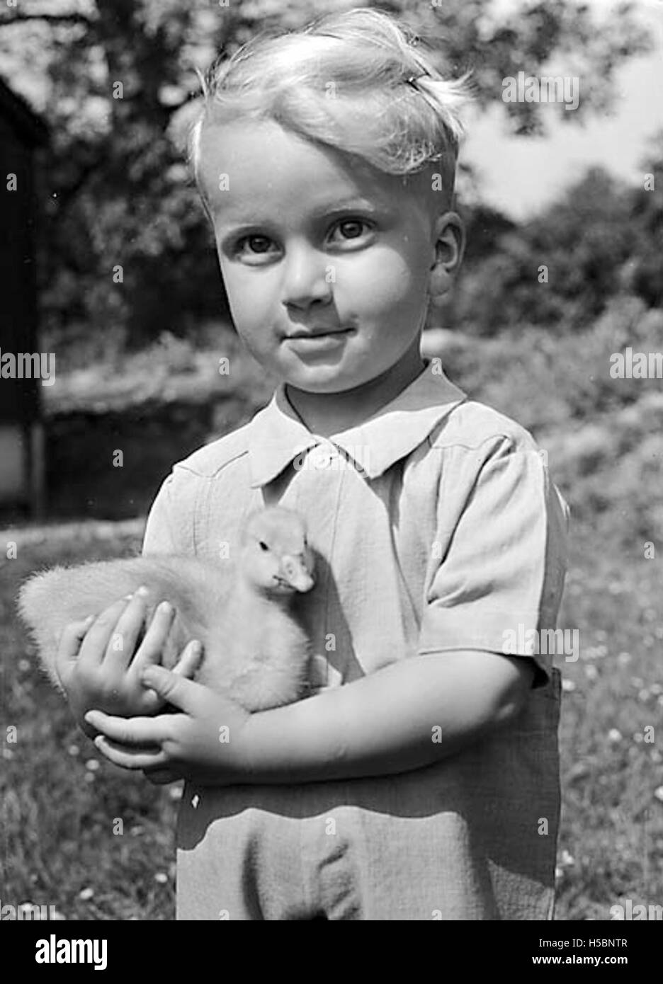 A gosling raised in captivity, displaying docile behavior and reliance ...