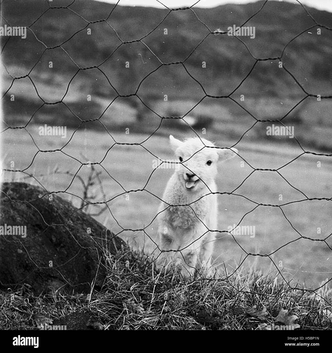 Sustainable development commission Black and White Stock Photos ...