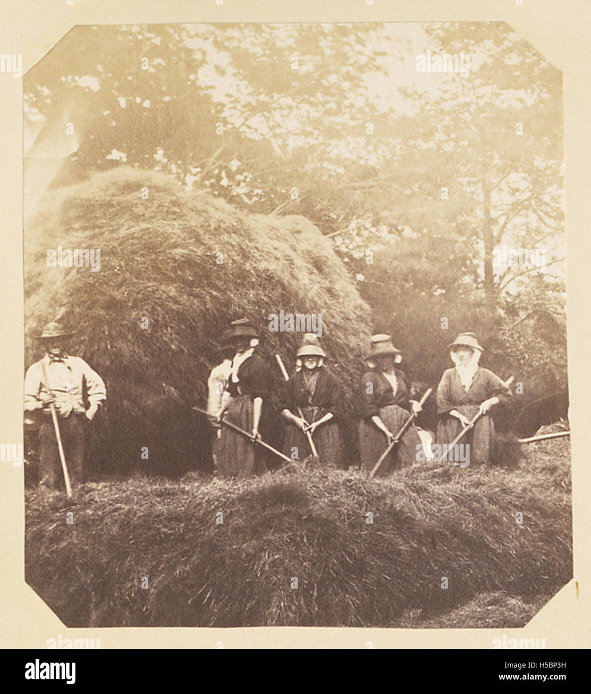 This image shows haymaking at Penlle'r-gaer, a rural location in Wales ...