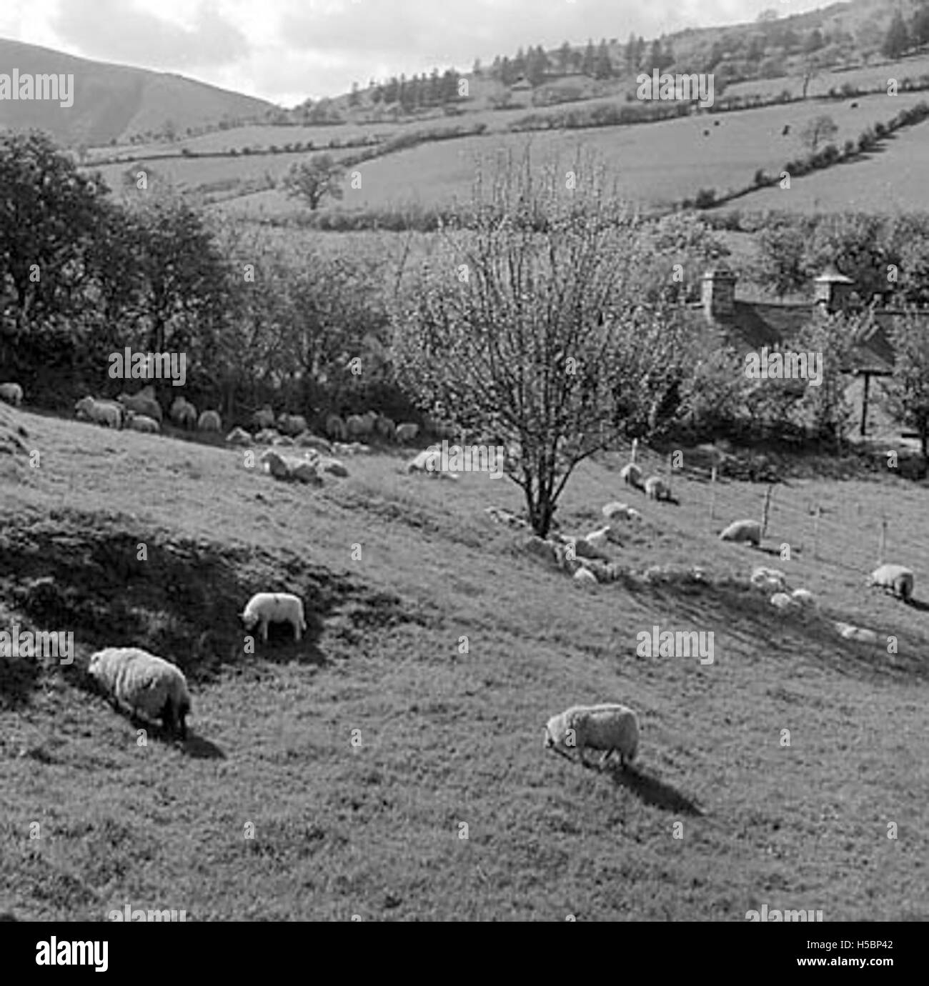 A photograph or depiction of the Powys region in Wales during the ...