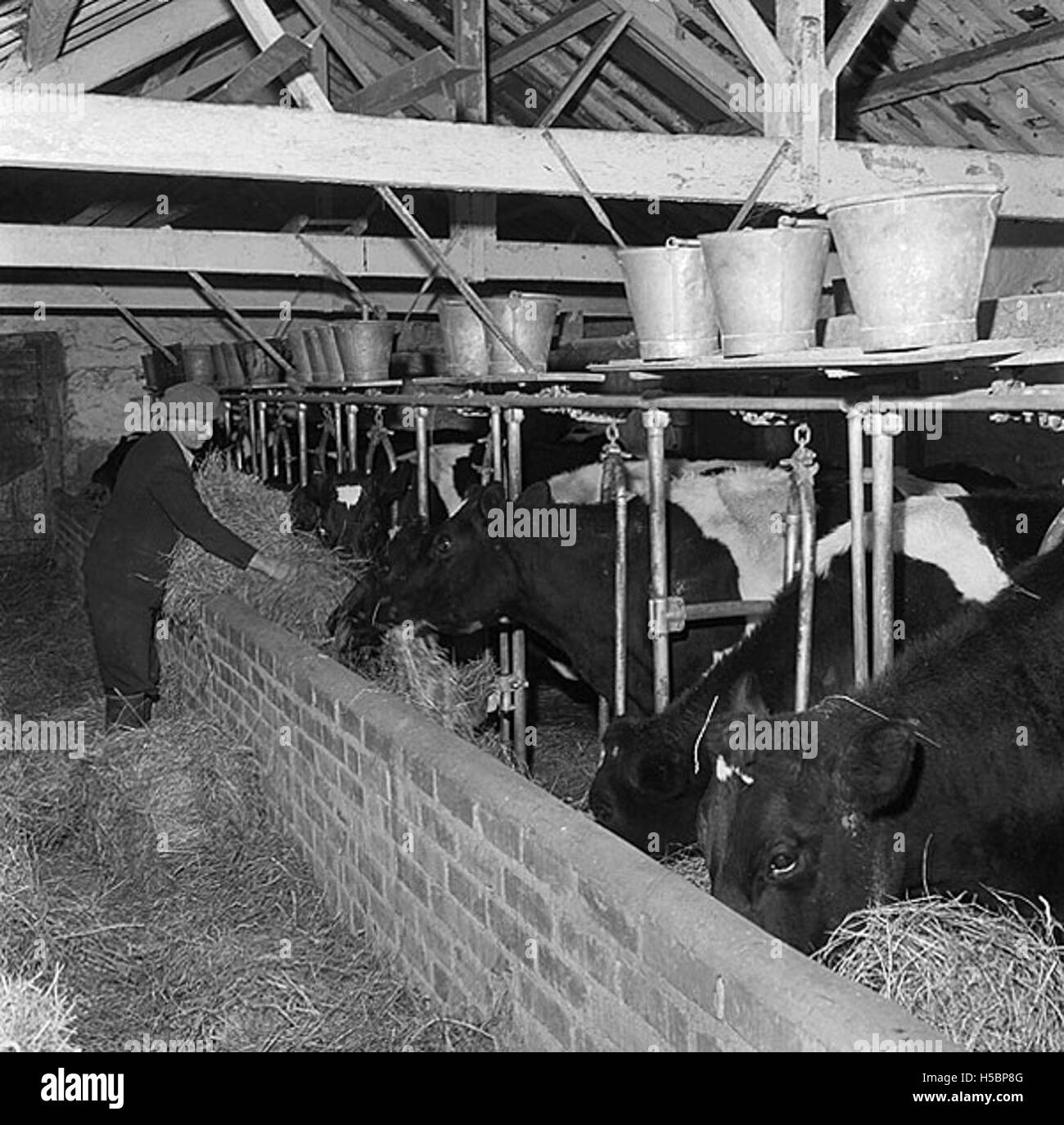This photograph shows dried hay stored in a barn at Plas Tirion Farm ...