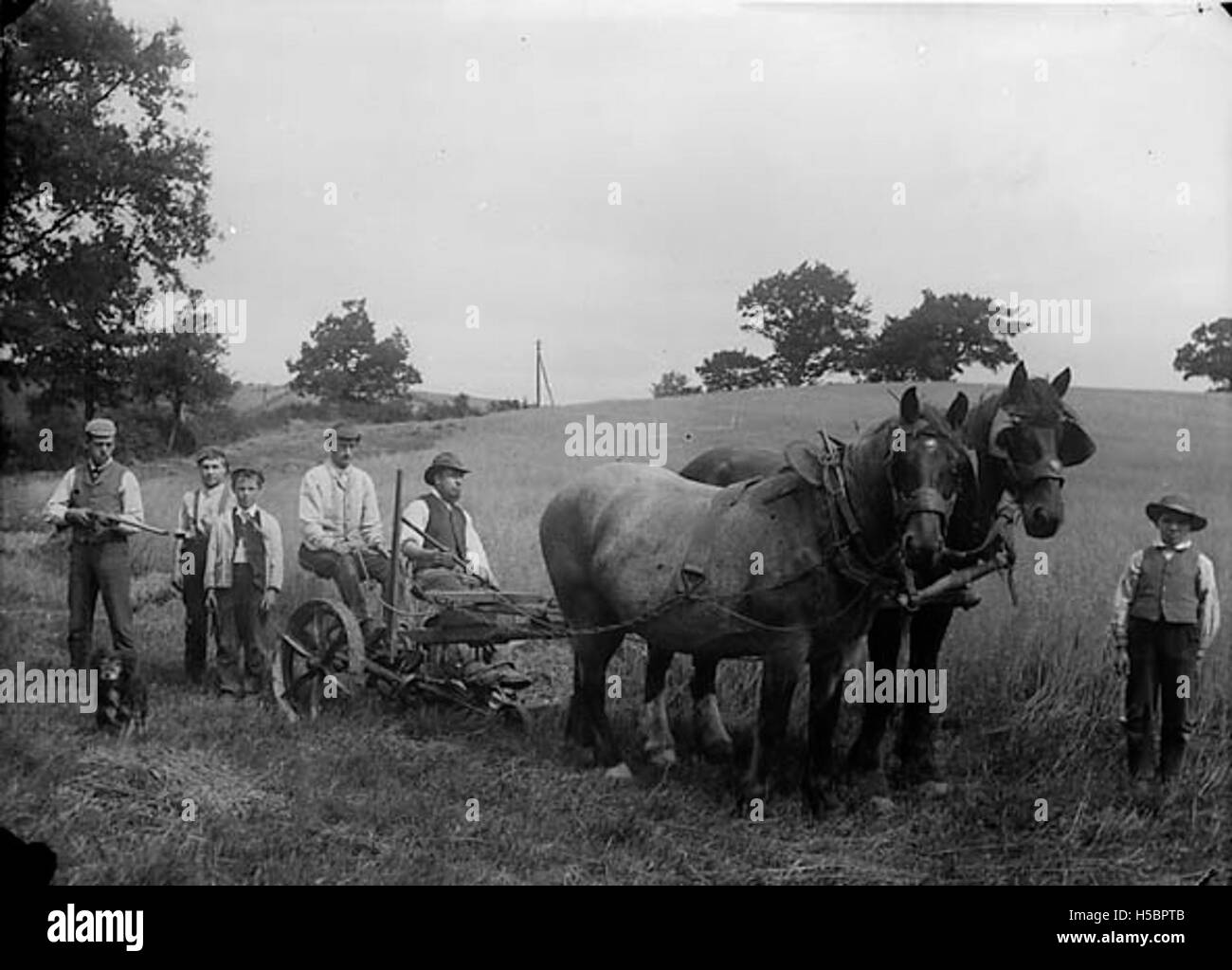 A traditional scene of haymaking, with workers cutting, collecting, and ...