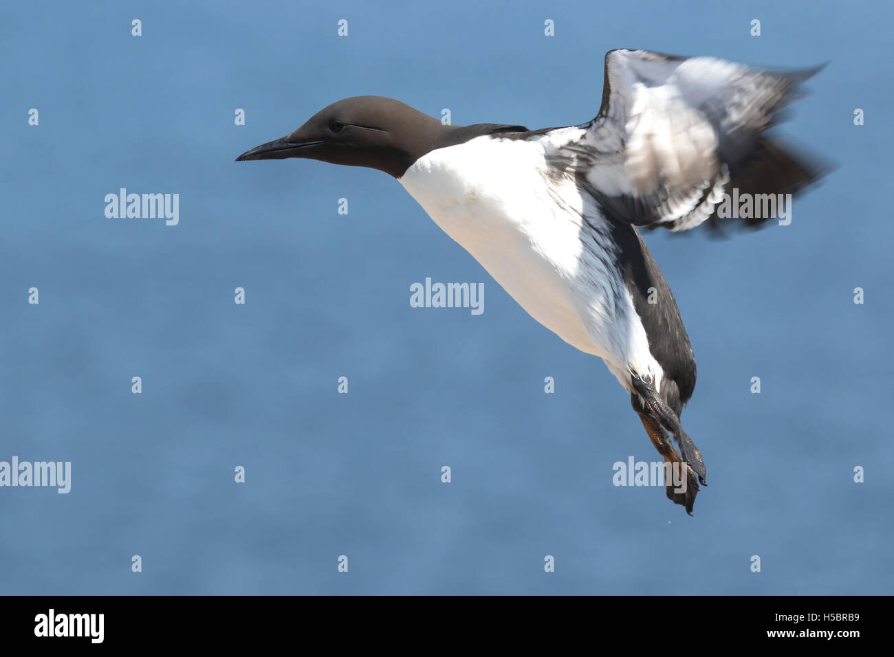 common murre at the time of landing on the rocks in the colony Stock ...