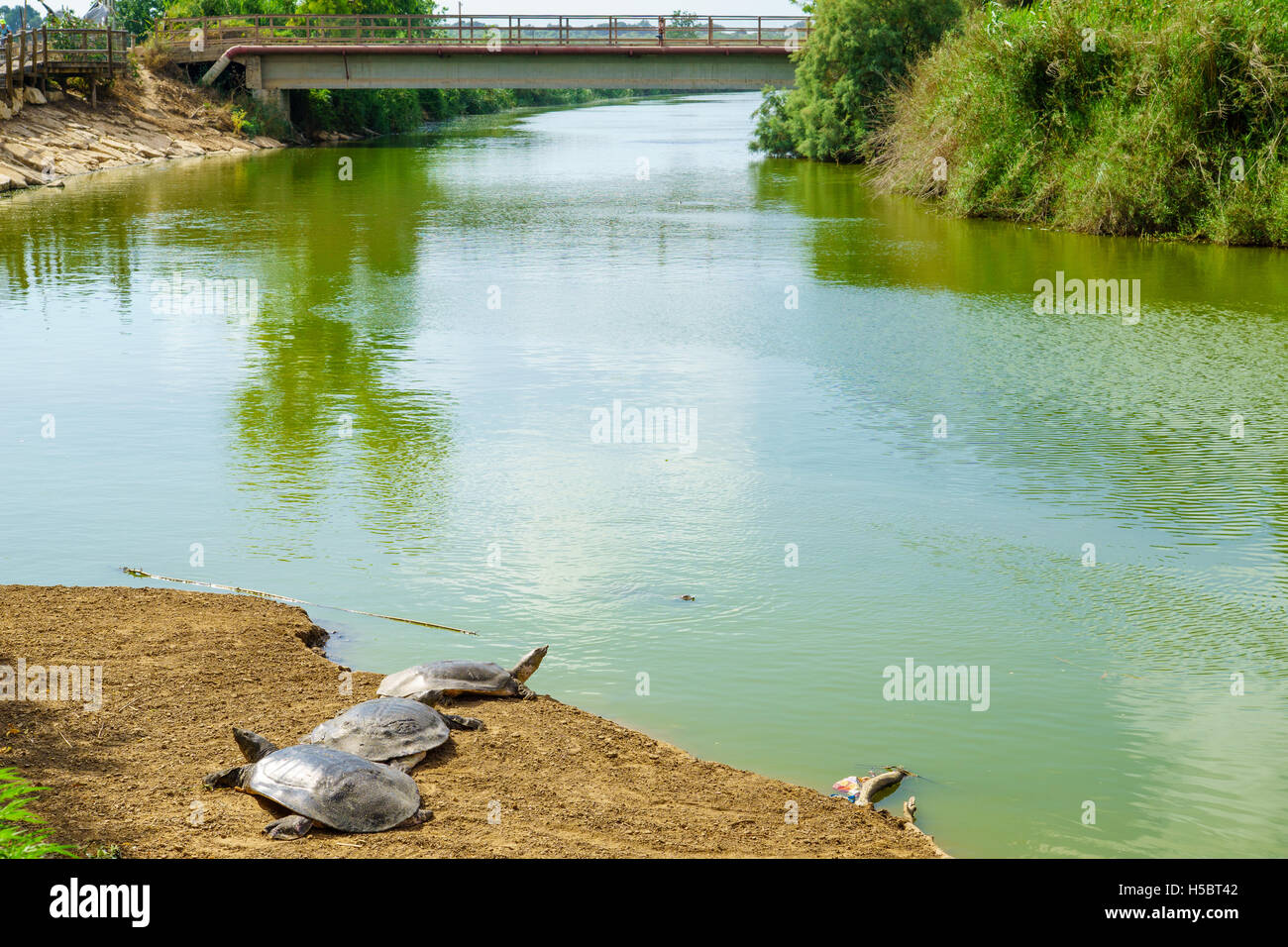 Nile soft-shell turtles in the Nahal Alexander (Alexander stream ...
