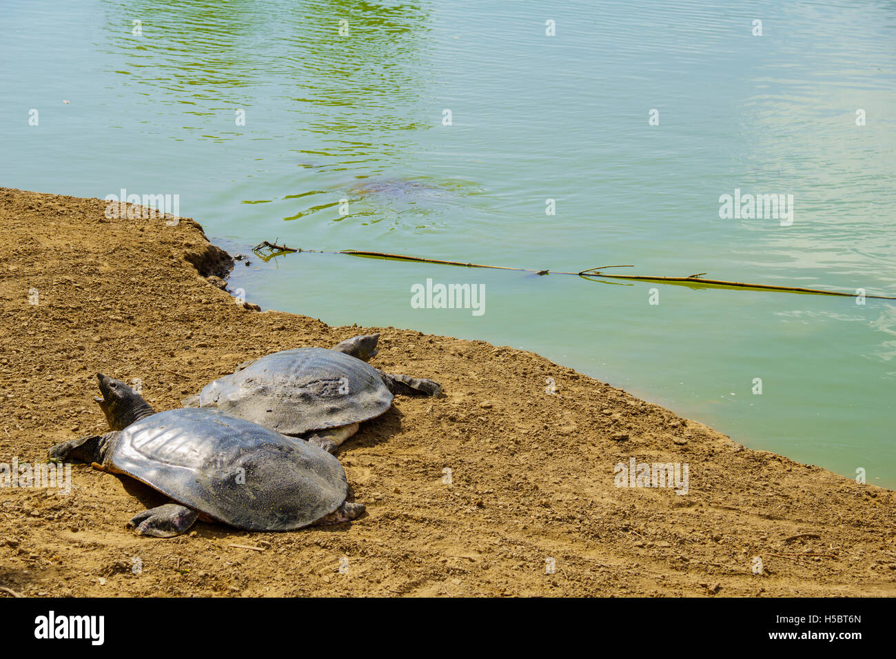 Nile soft-shell turtles in the Nahal Alexander (Alexander stream ...