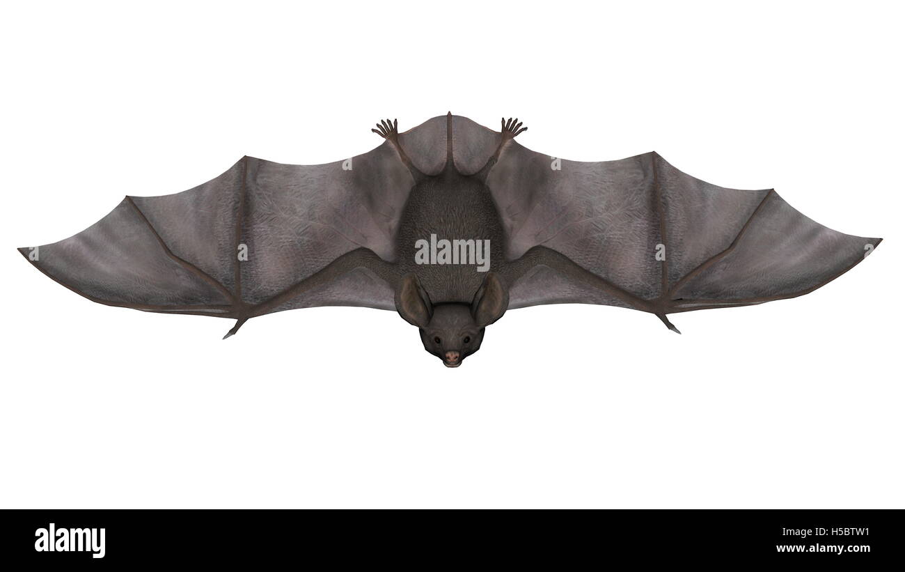 Flying bat isolated in white background - 3D render Stock Photo - Alamy