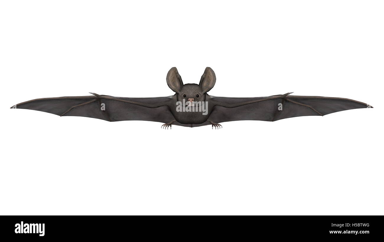Flying bat isolated in white background - 3D render Stock Photo - Alamy