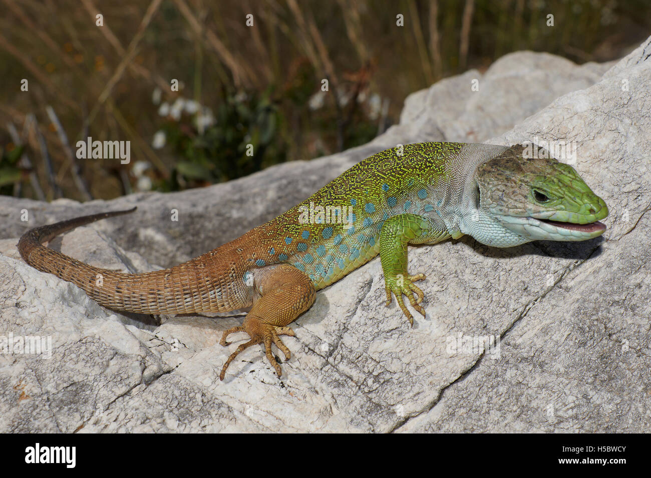 Ocellated lizard (Lacerta lepida), Timon Lepidus, Benalmadena, Malaga ...