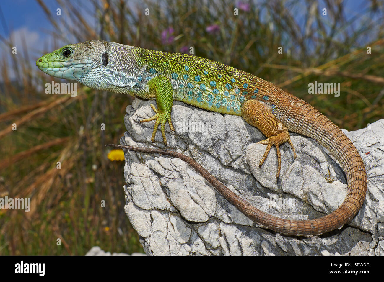 Ocellated lizard (Lacerta lepida), Timon Lepidus, Benalmadena, Malaga ...