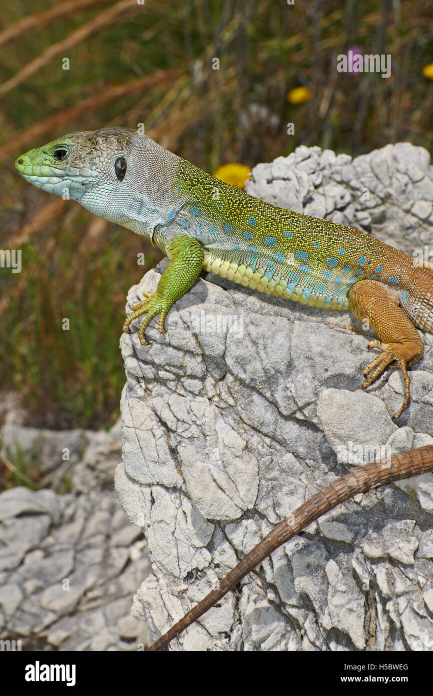 Jewelled lizard lacerta lepida hi-res stock photography and images - Alamy